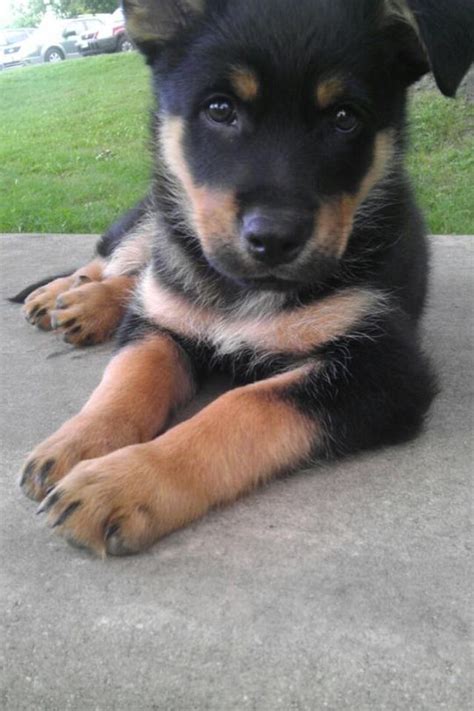 Rottweiler And German Shepherd Mix