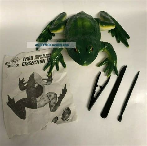 Edu Science Frog Dissection Model Homeschool Online School Teacher