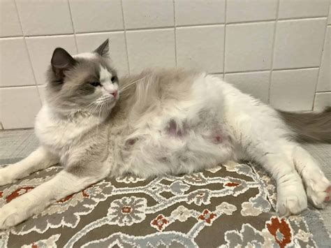 Cinnamon Ragdolls And Fawn Ragdoll Cats Floppycats™