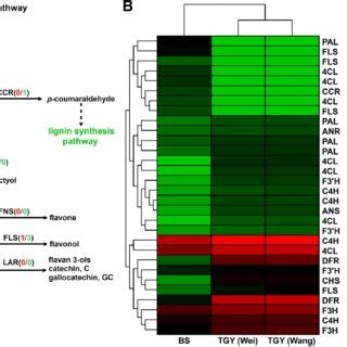 Differentially Expressed Genes DEGs Involved In Flavonoid Metabolic