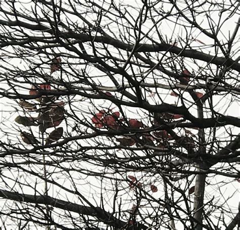 Pin By Ngnoha On Chll