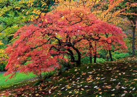 How To Get A Japanese Maple To Thrive In Full Sun Tree Journey