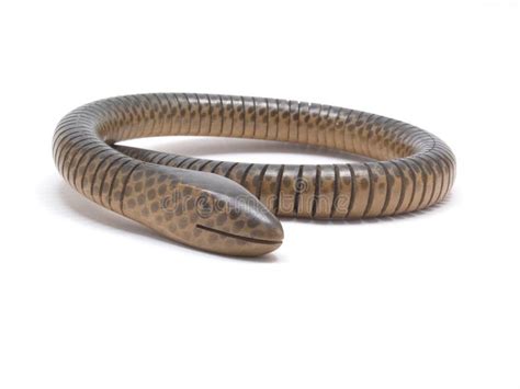 386 Serpiente Falsa Coralillo Fotos De Stock Fotos Libres De Regalías