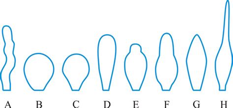 Hyphal Differentiation