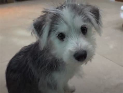 말스키 말티즈 시베리안허스키 하이브리드견 특징 네이버 블로그