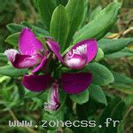 Border CSS Exemple De Code ZONE CSS