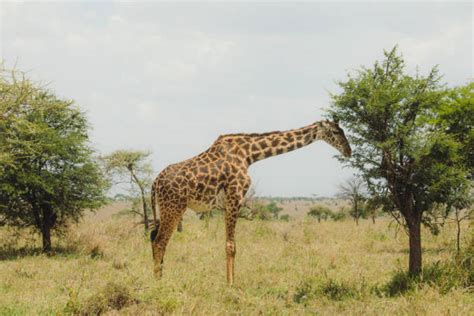 馬賽長頸鹿 圖片 圖畫、圖片和照片檔 Istock