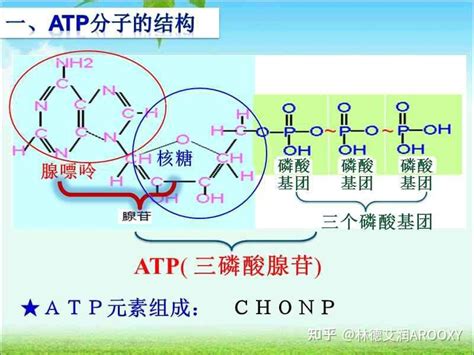 严重缺氧对身体的危害 知乎