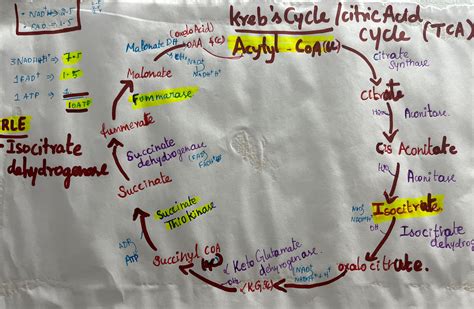Krebs Cycle Made Easy Medizzy