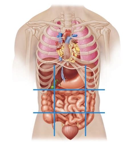 Abdominal Regions Diagram Quizlet