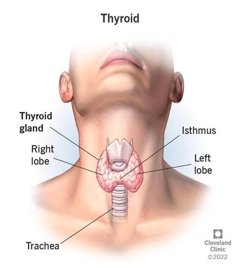 Thyroid Function Tests Tfts A Comprehensive Overview