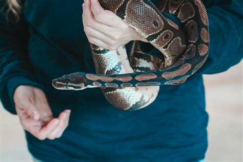 100 张最精彩的“python”图片 · 100 免费下载 · pexels素材图片