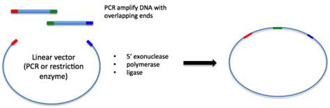 Plasmids 101 Gibson Assembly And Other Long Homology Based Cloning Methods