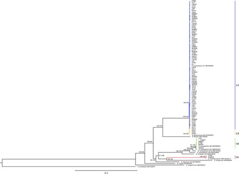 Phylogenetic Tree Of Echinococcus Spp And Genotypes With A Download Scientific Diagram