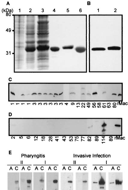 Puri Fi Cation Of Recombinant Mac Rmac Variants In Vitro Mac