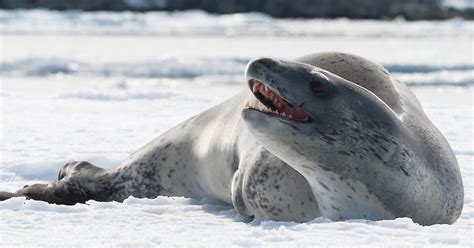 Leopard Seal Australian Antarctic Program