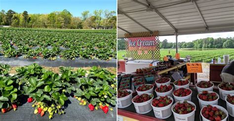 The North Carolina Berry Farm Where You Gather Your Own Fruit And Enjoy