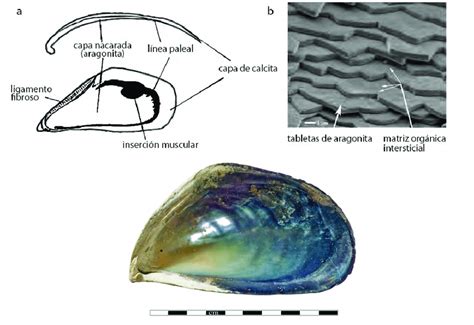 Estructura De Concha De Mejillón A Los Diferentes Componentes De Una Download Scientific
