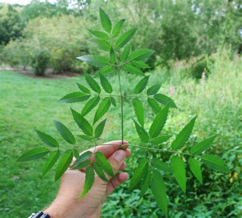 Spotted Water Hemlock Lake Restoration