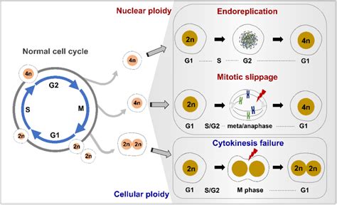 Three Alternative Cell Cycle Modes Associated With Polyploidy Most Download Scientific Diagram