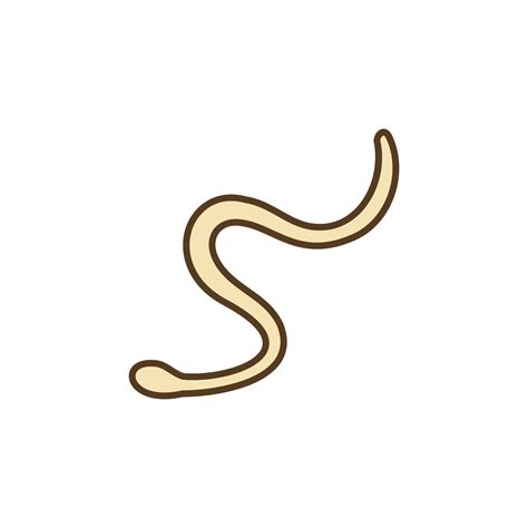 Roundworm Drawing