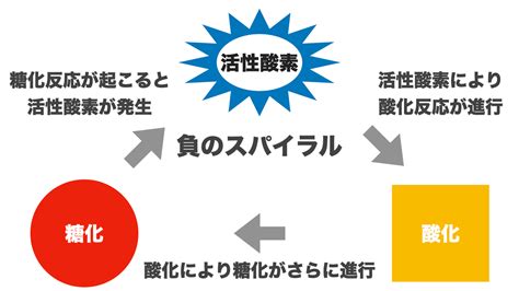 第46回｜酸化と糖化の相互作用── サビ”と 焦げ”の悪循環 ──『コレステロール完全読本』〜数値に振り回されず、 整うカラダ”を育てるセルフ