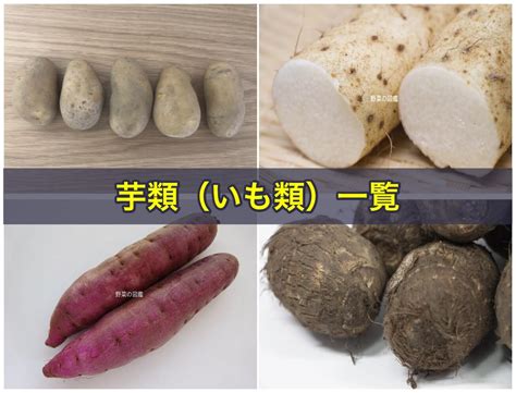 芋類いも類一覧 野菜の図鑑web