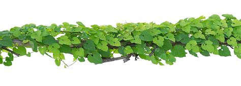 Tropical Vine Background Images Hd Pictures And Wallpaper For Free