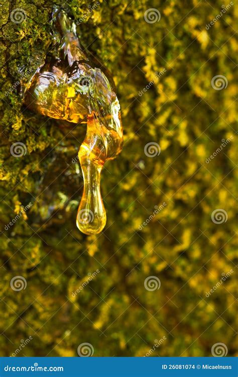 Tree Resin Stock Photo Image Of Wood Pine Yellow Resin 26081074
