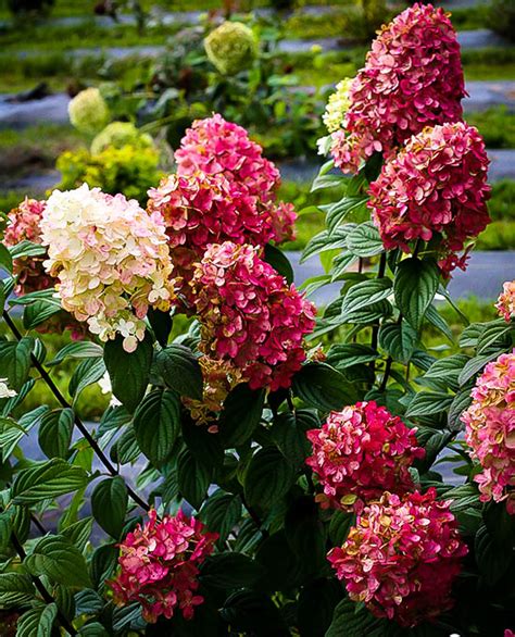 Firelight Hydrangeas For Sale Online The Tree Center