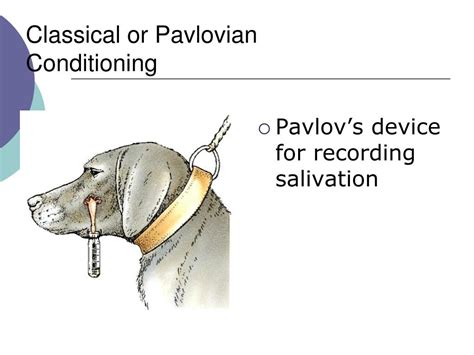 Ppt Chapter 4 Learning Behaviorism Powerpoint Presentation Free