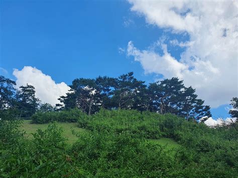 자연 숲 나무 Pixabay의 무료 사진