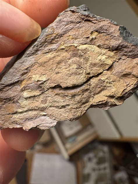 A Lower Cambrian Trilobite Fossil Id The Fossil Forum