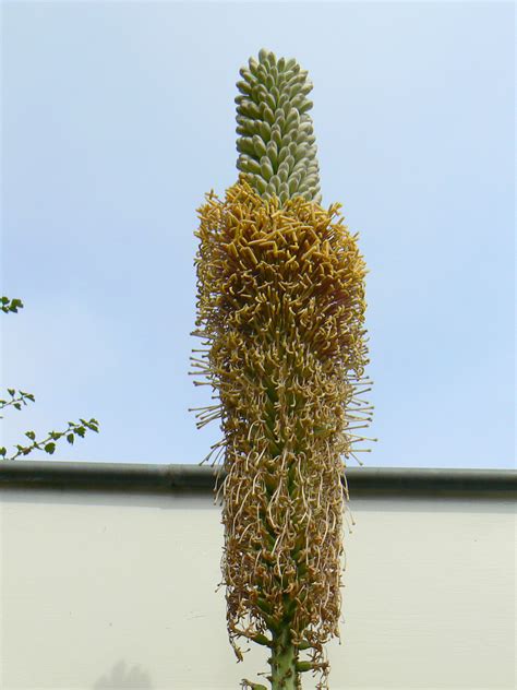 Kraljevska agava (Agave victoriae-reginae) - Plantea