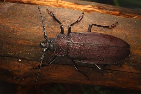 Meet The Giant Titan Beetle One Of Worlds Largest Flying Insects