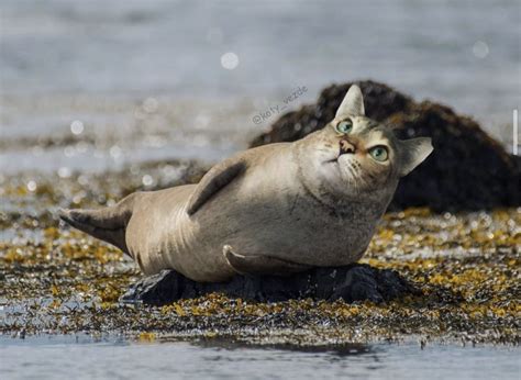 고양이 얼굴에 여러가지 동물 합성jpeg Dogdripnet 개드립