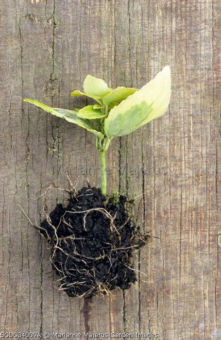 Marianne Majerus Garden Images