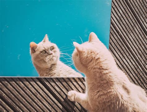 What Does It Mean When A Cat Stares At You 5 Reasons You Should Know I