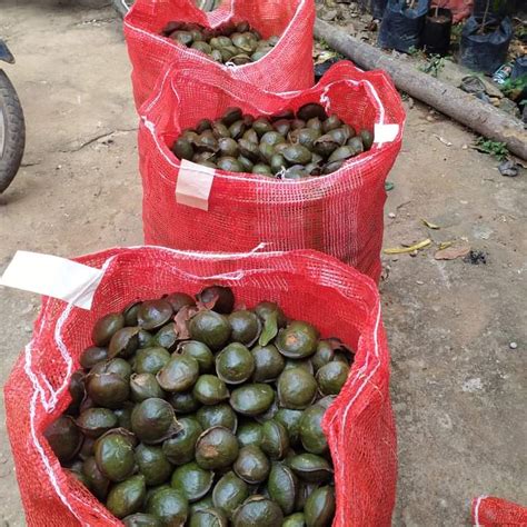 ရာသီပေါ် တညင်းသီး ယခုနှစ်တွင် ဈေးကောင်းရရှိ Information And Public Relations Department