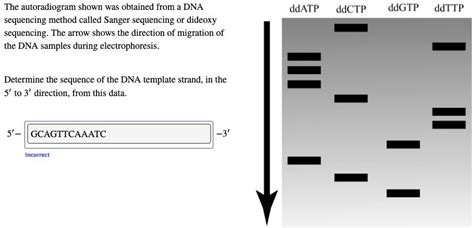Solved The Autoradiogram Shown Was Obtained From Dna Sequencing Method