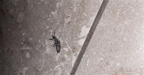 More Shots Of Bug Album On Imgur