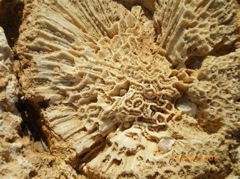 Coral Fossils From A Very Long Time Ago At The Ardie Creek When This