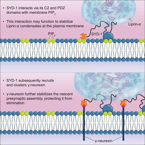 Intracellular Protein Lipid Interactions Drive Presynaptic Assembly Prior To Neurexin