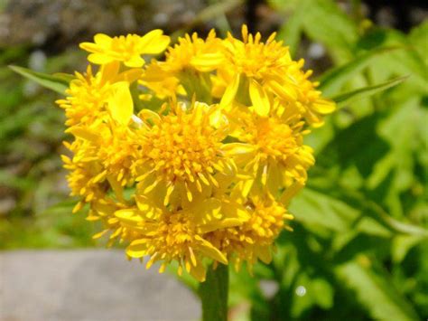 ミヤマアキノキリンソウ深山秋の麒麟草かぎけんWEB