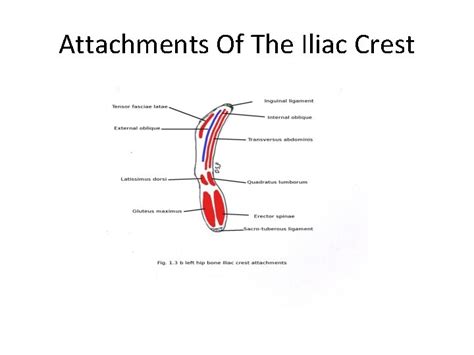 Anatomy Of Hip Bone Dr Luqman Asghar Lecturer