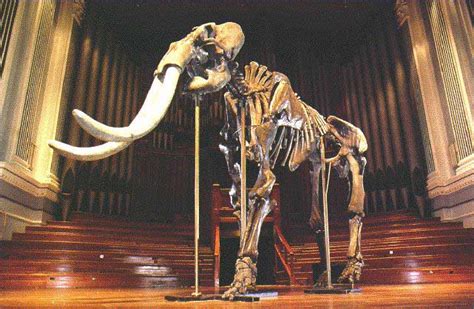 Elephant Fossils Crystalinks