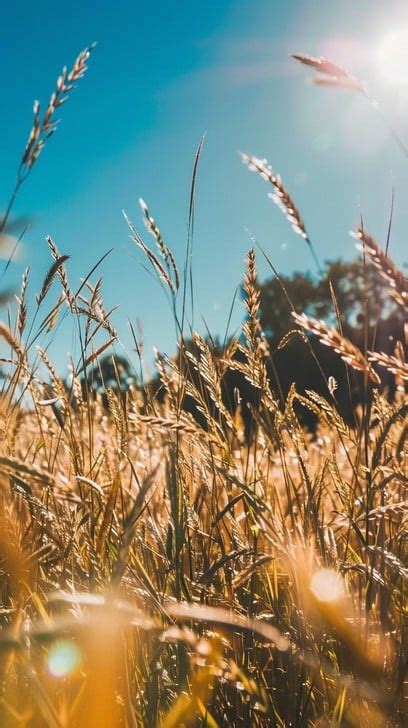 Free Golden Hour Grass Image Sunlight Grass Nature Download At