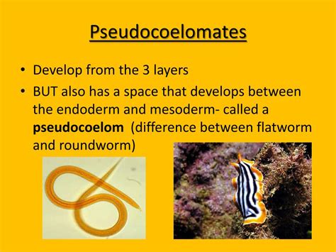 Ppt Flatworms Roundworms And Segmented Worms Powerpoint Presentation Id 3017291