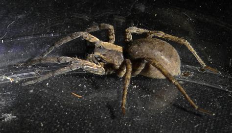 Wolf Spider Alopecosa Kochi Bugguidenet Wolf Spider Alopecosa Kochi Bugguidenet