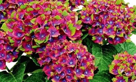 Hydrangea Schloss Wackerbarth Reviews Planting And Care Photos Healthy Food Near Me